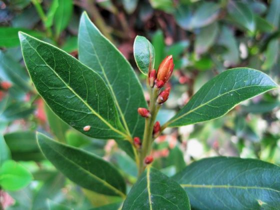 Bay Leaf Plants - How to Grow and Care for Bay Laurel