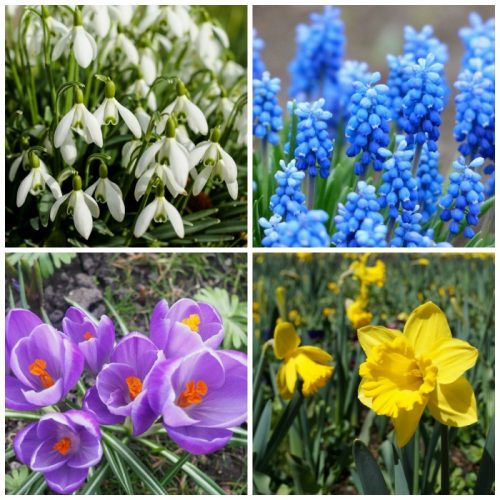 Bulbs to Plant in Fall - Get Spring Blooming Bulbs in Before Winter
