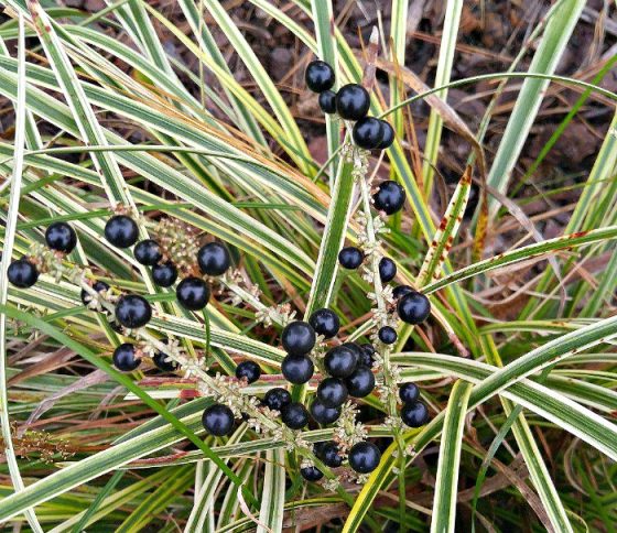 Liriope Muscari Variegata - Growing Variegated Lilyturf