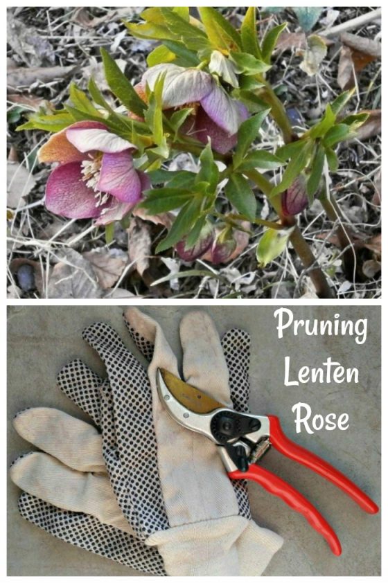 Pruning Hellebores - Tips for Lenten Rose Maintenance