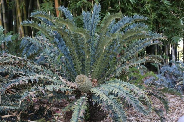 Growing Sago Palms - How to Grow a Sago Palm Tree