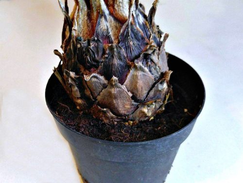 Growing Sago Palms - How to Grow a Sago Palm Tree