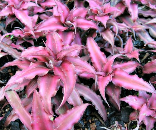 Cryptanthus Bivittatus Care | Red Star Bromeliad Growing Guide