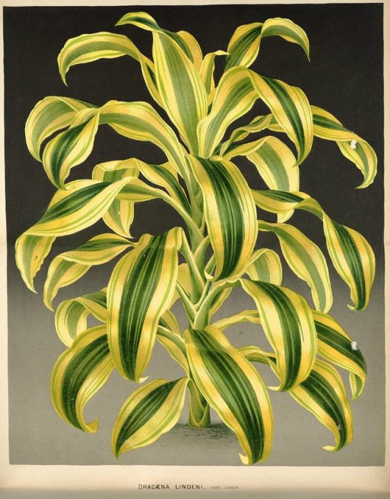 Growing Dracaena Fragrans - How to Grow Corn Plants