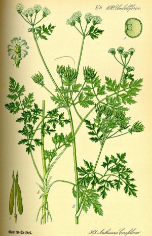 Growing Chervil - How to Grow Chervil Herb (And Some Substitutes!)