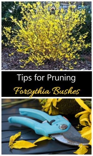Pruning Forsythia - How and When to Trim Forsythia Bushes