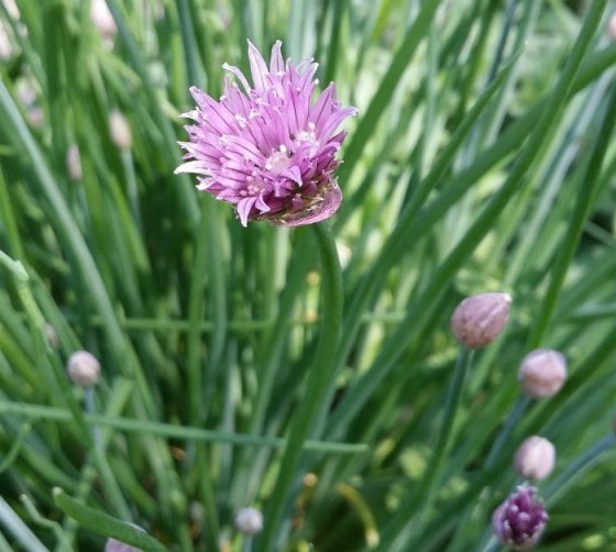 Growing Chives - How to Plant, Grow and Harvest Fresh Chives