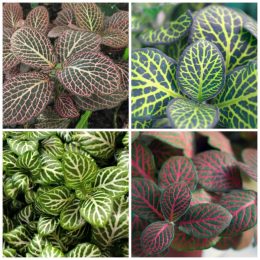 Growing Fittonia albivenis - How To Grow Nerve Plant (Pink Angel)