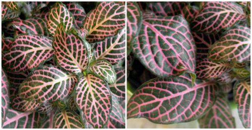 Growing Fittonia albivenis - How To Grow Nerve Plant (Pink Angel)