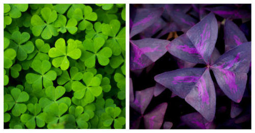 Oxalis Plant Care - Grow Shamrock Plant - Growing Ornamental Oxalis