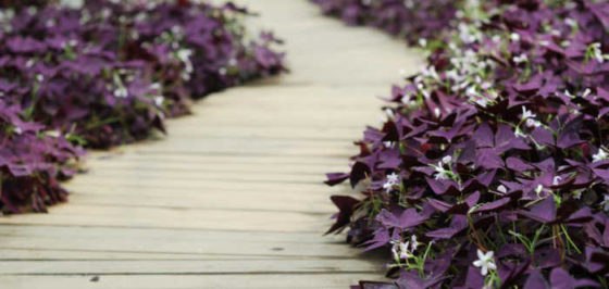 Oxalis Plant Care - Grow Shamrock Plant - Growing Ornamental Oxalis