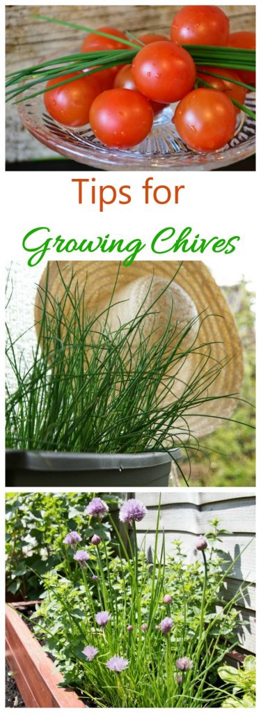 Growing Chives - How to Plant, Grow and Harvest Fresh Chives