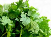 Growing Cilantro - How to Grow, Harvest and Use Fresh Cilantro