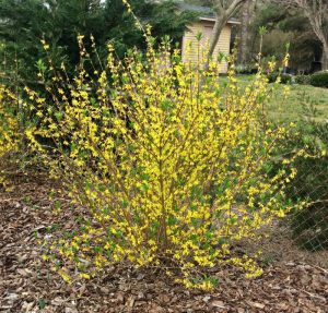 Planting Forsythia -When and How to Plant a Forsythia Shrub