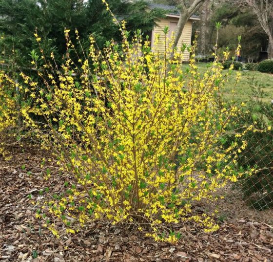 Planting Forsythia -When and How to Plant a Forsythia Shrub