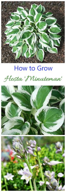Hosta Minuteman - Tips for Growing Plantain Lily