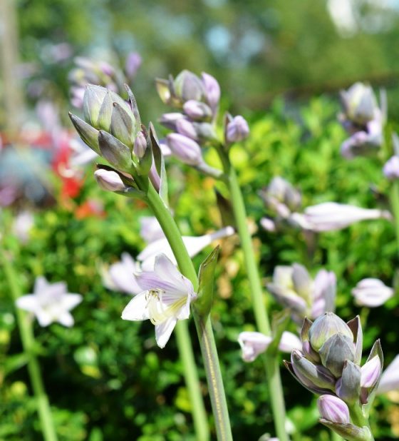 Hosta Minuteman - Tips for Growing Plantain Lily