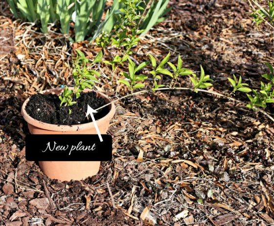 Planting Forsythia -When and How to Plant a Forsythia Shrub