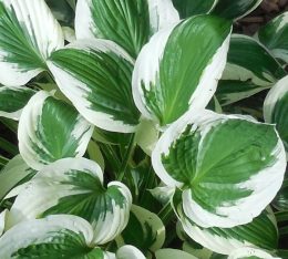 Hosta Minuteman - Tips for Growing Plantain Lily