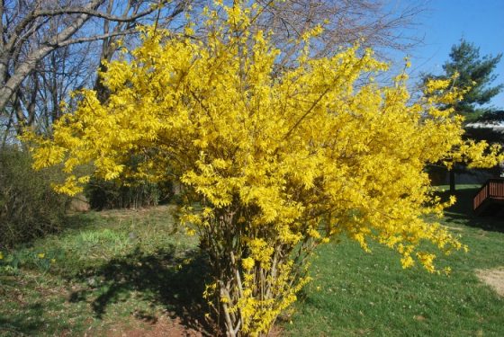 Planting Forsythia -When and How to Plant a Forsythia Shrub