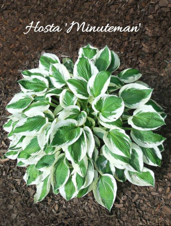 Hosta Minuteman - Tips for Growing Plantain Lily