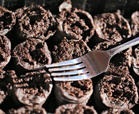 Starting Seeds Indoors with Jiffy Peat Pellets - Peat Pot Seedlings