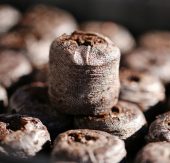 Starting Seeds Indoors with Jiffy Peat Pellets - Peat Pot Seedlings