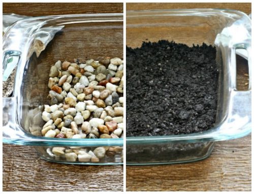 Growing Wheatgrass Seeds - How to Grow Wheat Berries at Home