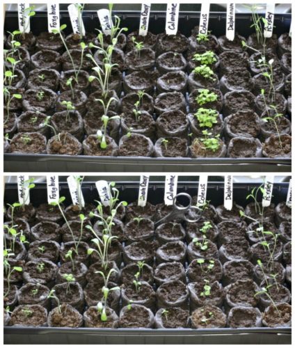 Starting Seeds Indoors with Jiffy Peat Pellets - Peat Pot Seedlings