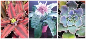 Growing Perennials - How to Grow Perennial Plants - The Gardening Cook