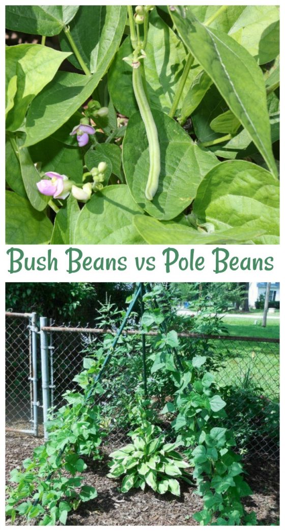 Pole Beans vs Bush Beans - Do You Know the Difference?