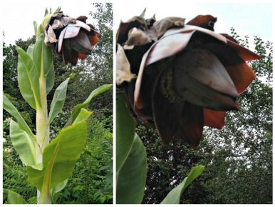 Hahn Horticulture Garden - Virginia Tech - Blacksburg, VA - Garden Tour