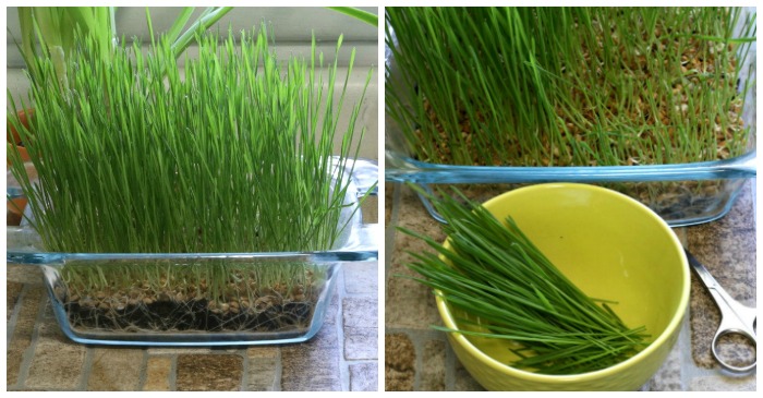 Growing Wheatgrass Seeds - How to Grow Wheat Berries at Home