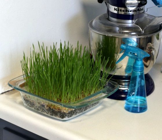 Growing Wheatgrass Seeds - How to Grow Wheat Berries at Home