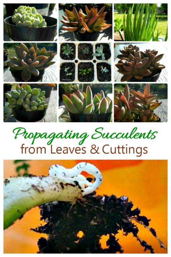 Propagating Succulent Leaves - Tips for Propagating Succulents