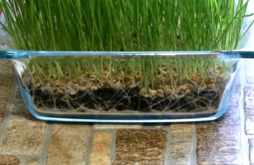 Growing Wheatgrass Seeds - How to Grow Wheat Berries at Home