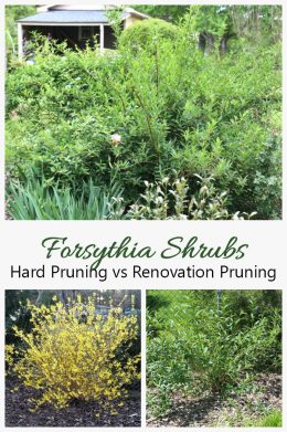 Renovation Pruning for Overgrown Forsythia vs Hard Pruning Forsythia