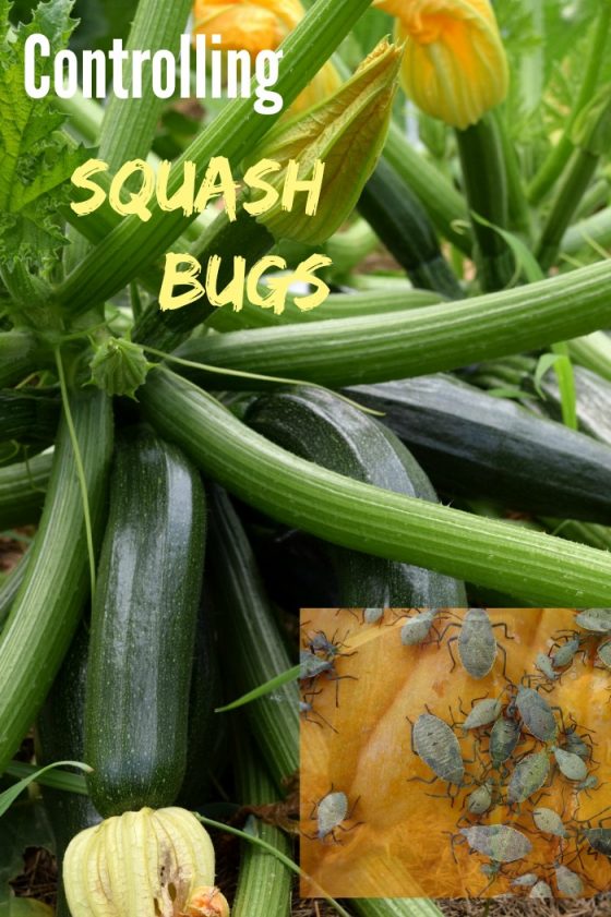 Control Squash Bugs 12 ways - How to Kill Squash Bugs