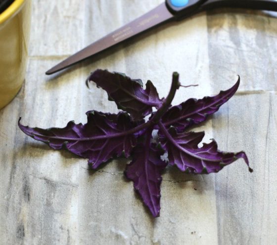 Purple Passion Plant Cuttings - How to Propagate Gynura Aurantiaca