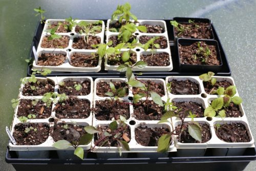 Starting Seeds Indoors with Jiffy Peat Pellets - Peat Pot Seedlings