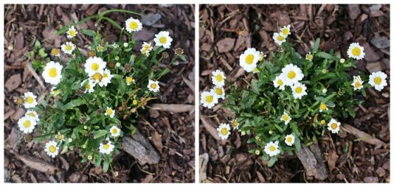 Shasta Daisy Care Guide | Sun, Water, Planting & Winter Care