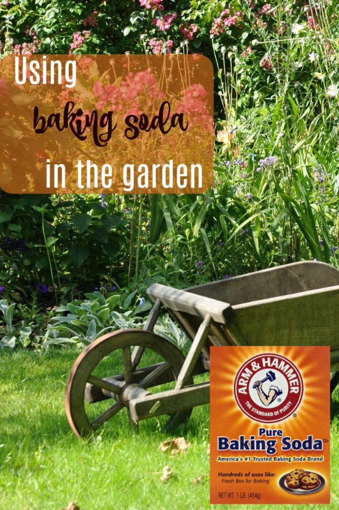 Baking Soda for Plants - 20 Clever Uses for Baking Soda in the Garden