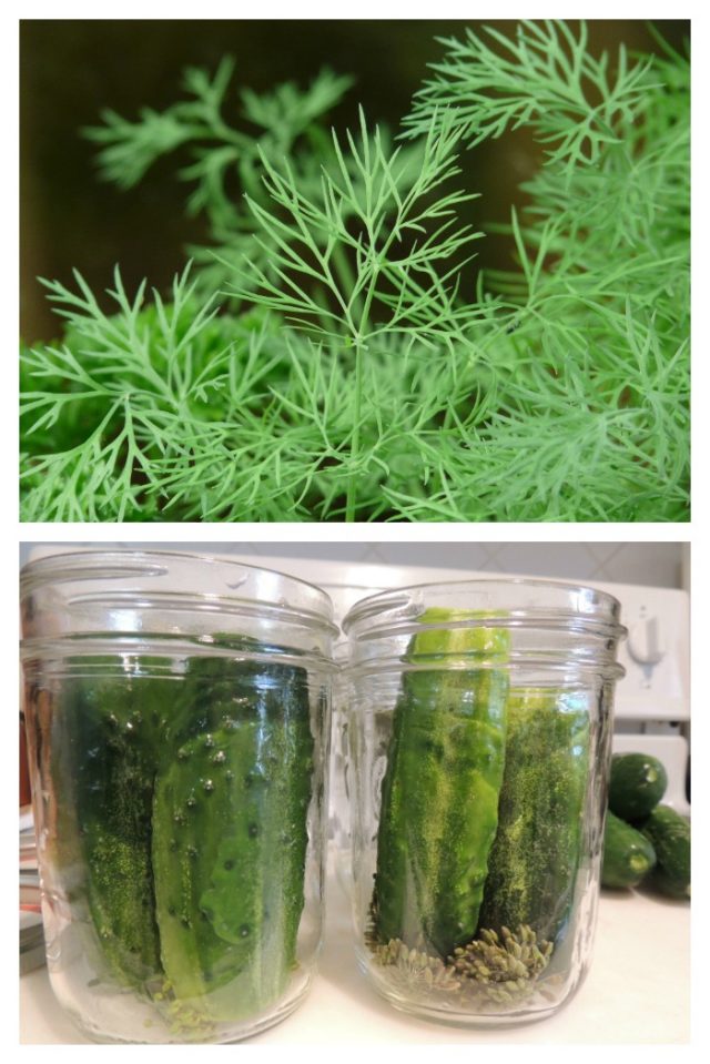Growing Dill - Planting, Storing and Harvesting Dill Weed