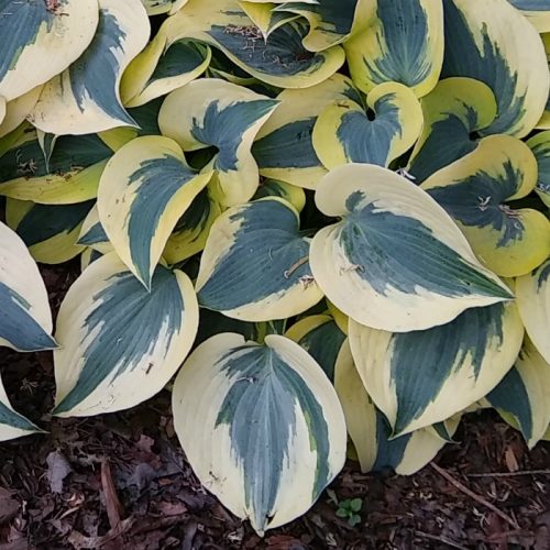 Autumn Frost Hosta - Easy to Grow Slug Resistant Variety