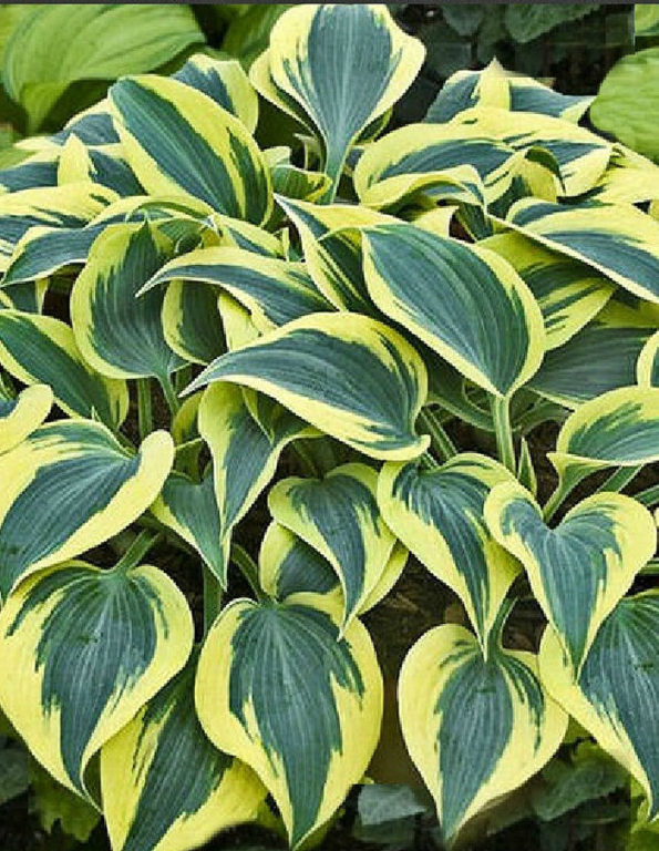 Autumn Frost Hosta - Easy to Grow Slug Resistant Variety