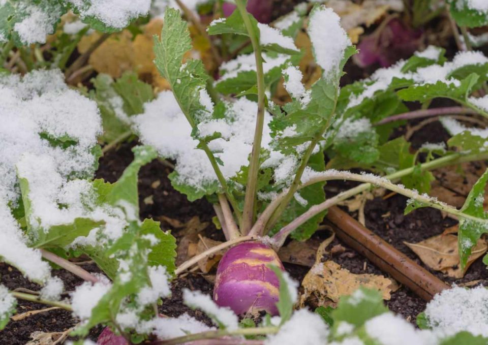 How to Grow Rutabagas - Guide to Planting, Care and Harvest