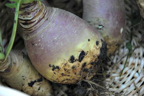 Growing Rutabagas - Storing, Cooking & Health Benefits