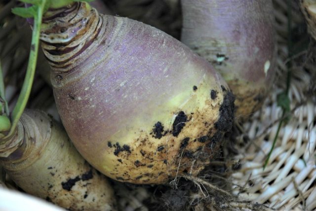 Growing Rutabagas - Storing, Cooking & Health Benefits