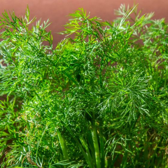 Growing Dill - Planting, Storing and Harvesting Dill Weed