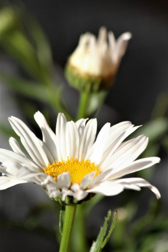 14 tips to Make Caring for Shasta Daisies a Breeze